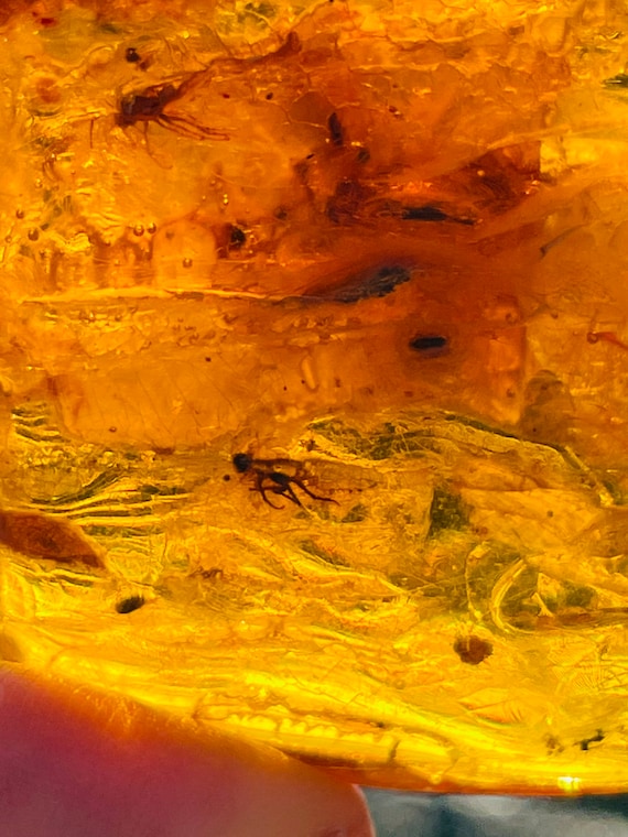 10 Fossil Insects , Unique Natural Amber Stone with N… - Gem