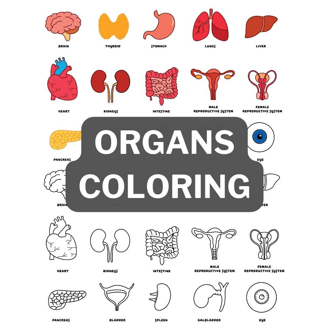 Organs Coloring 15 Pages. - Etsy