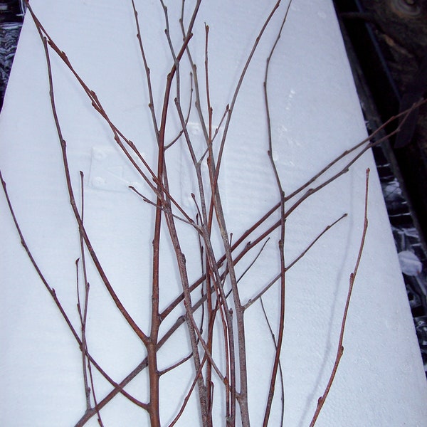 Long Birch Twigs - Etsy