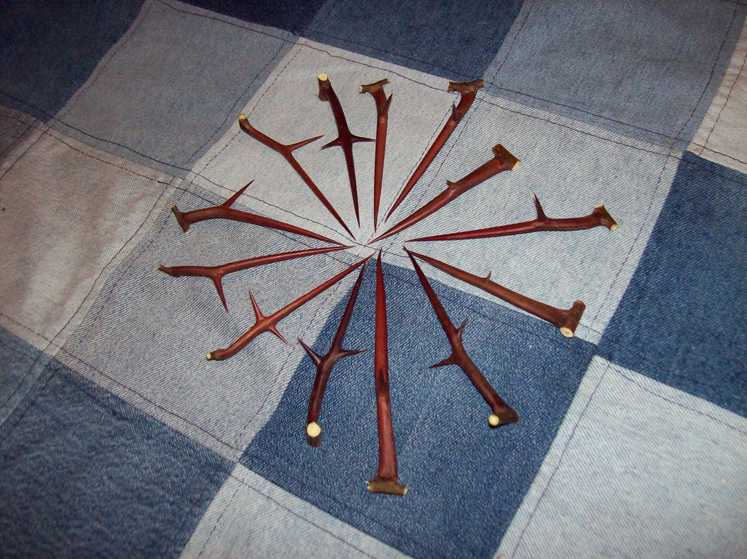 13 Thorns Long With Spurs New Growth Witchcraft Protection - Etsy