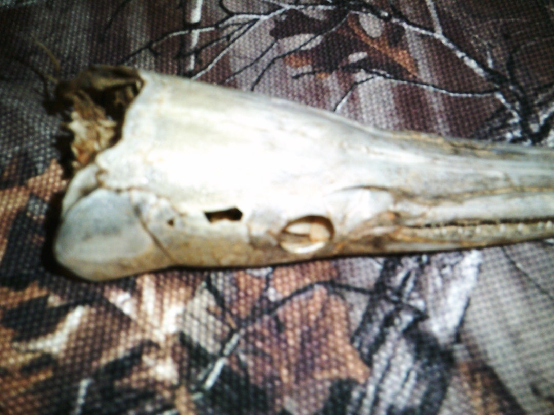 Alligator Gar Skull 6.5 Inches Long - Etsy