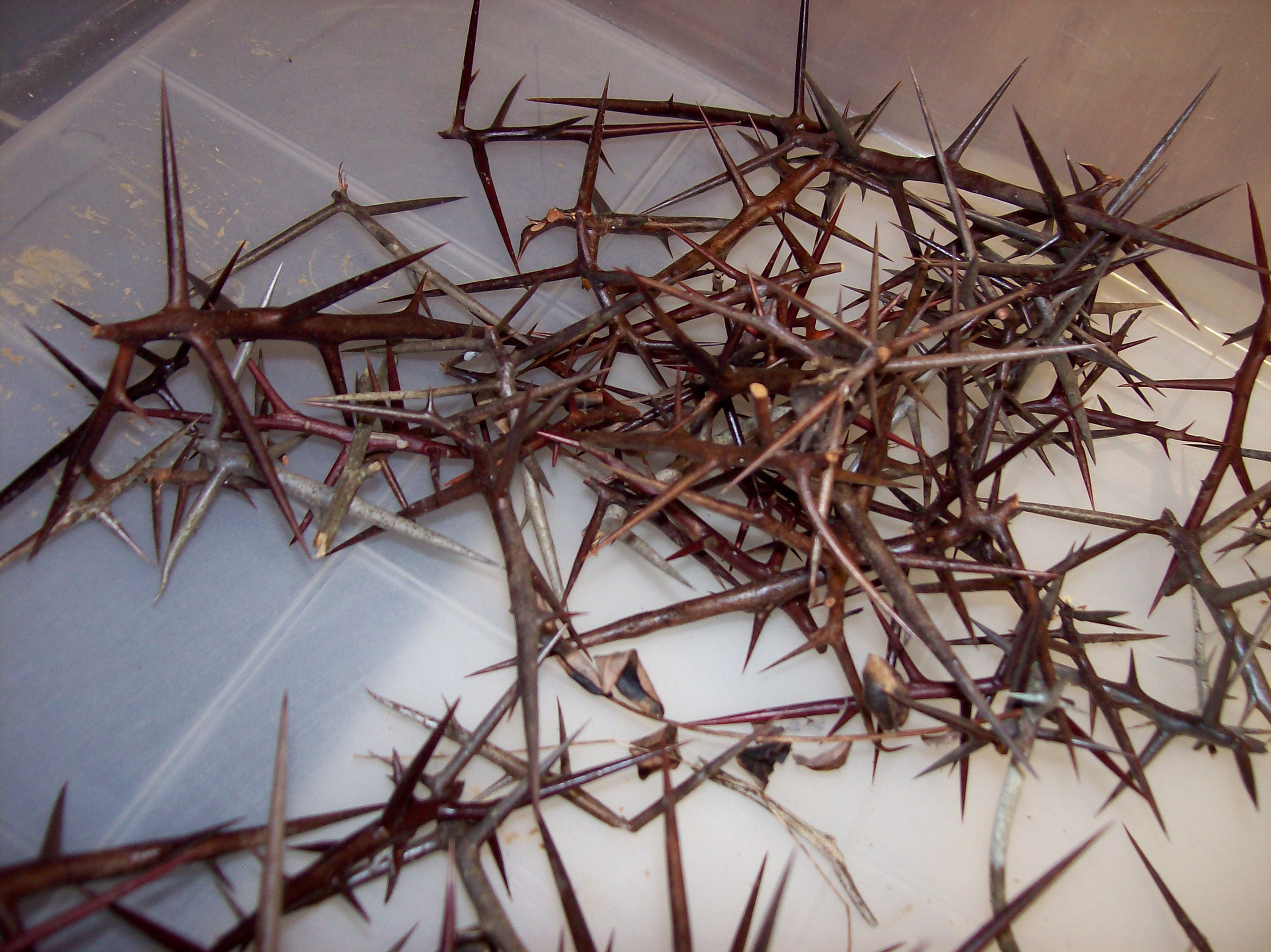 12 Mixed Thorns Fresh off the Tree With Spurs Medium Size Art Craft ...