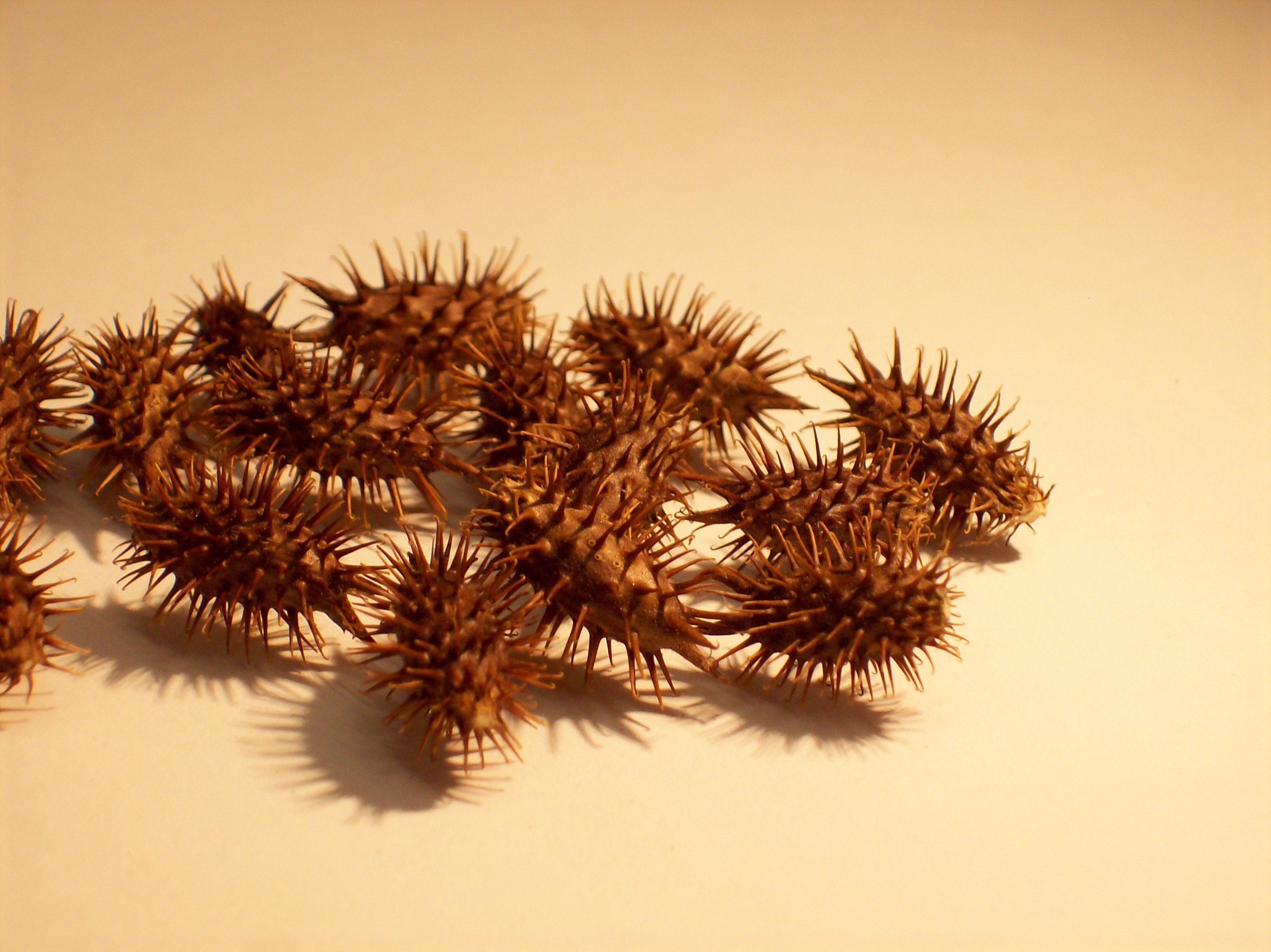 Common Cocklebur Seed