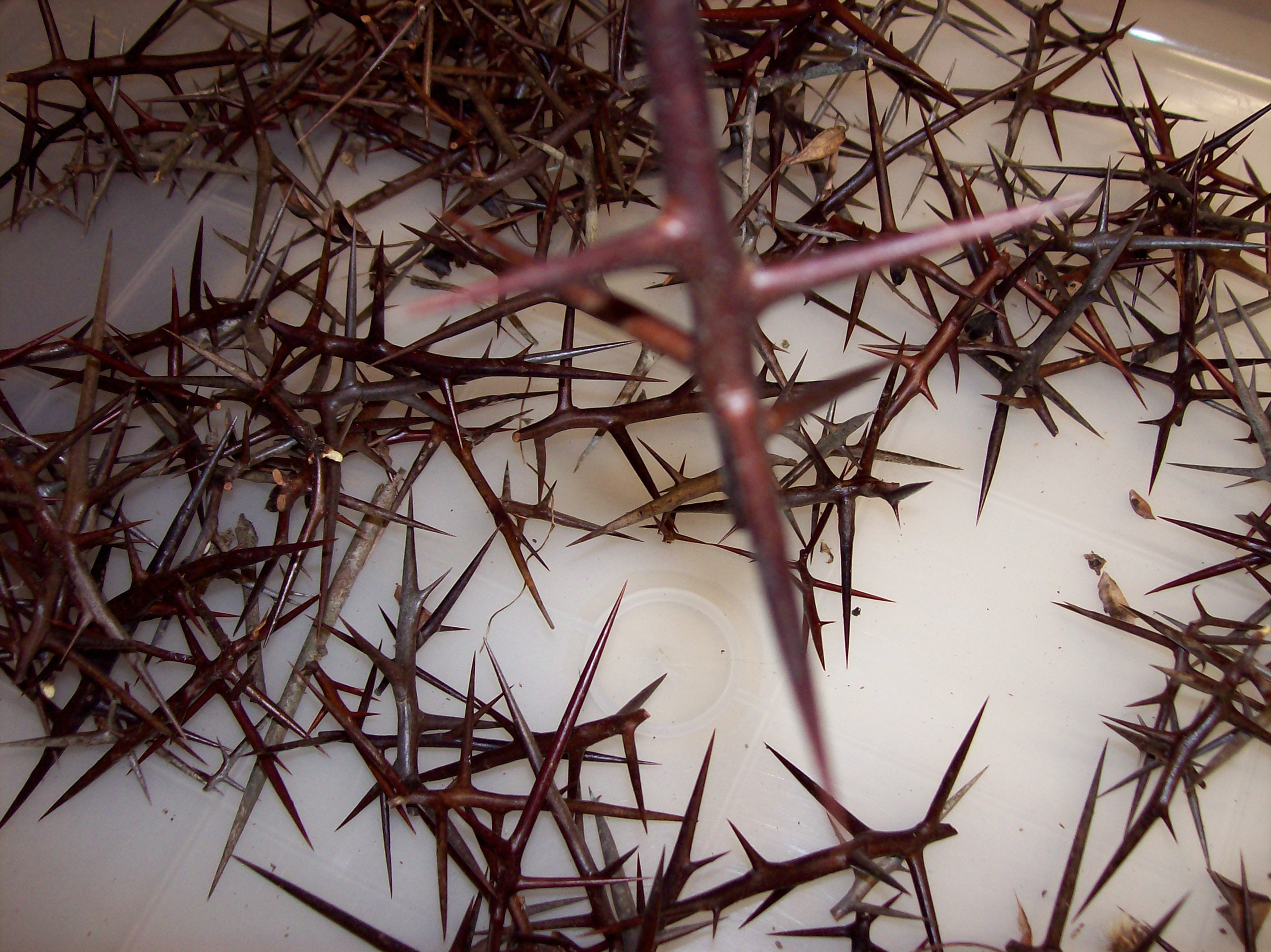12 Mixed Thorns Fresh off the Tree With Spurs Medium Size Art Craft ...