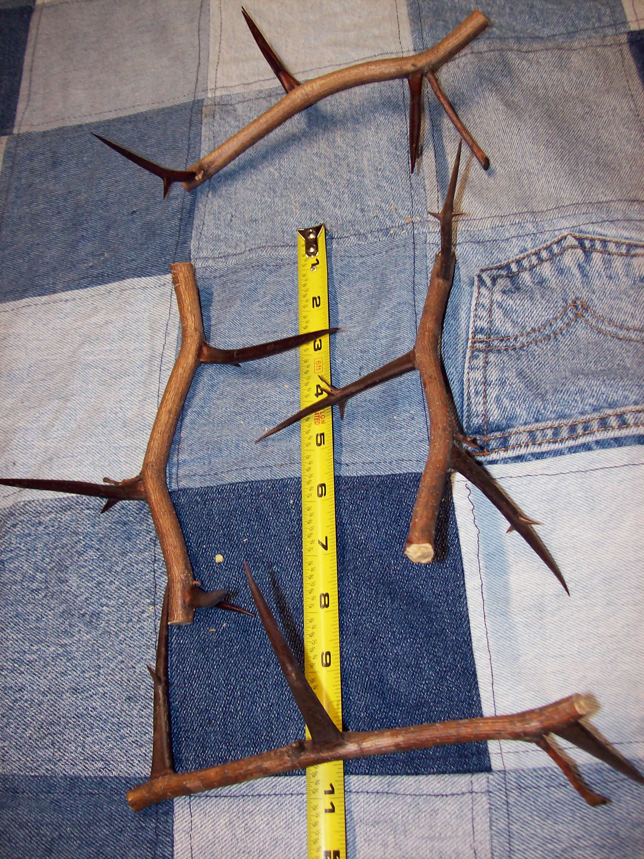 4 Black Locust Thorn Art Craft Witchery Sticks With Thorns - Etsy