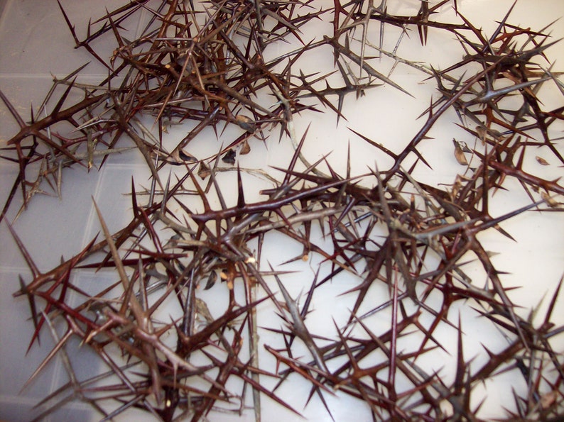 12 Mixed Thorns Fresh off the Tree With Spurs Medium Size Art Craft ...
