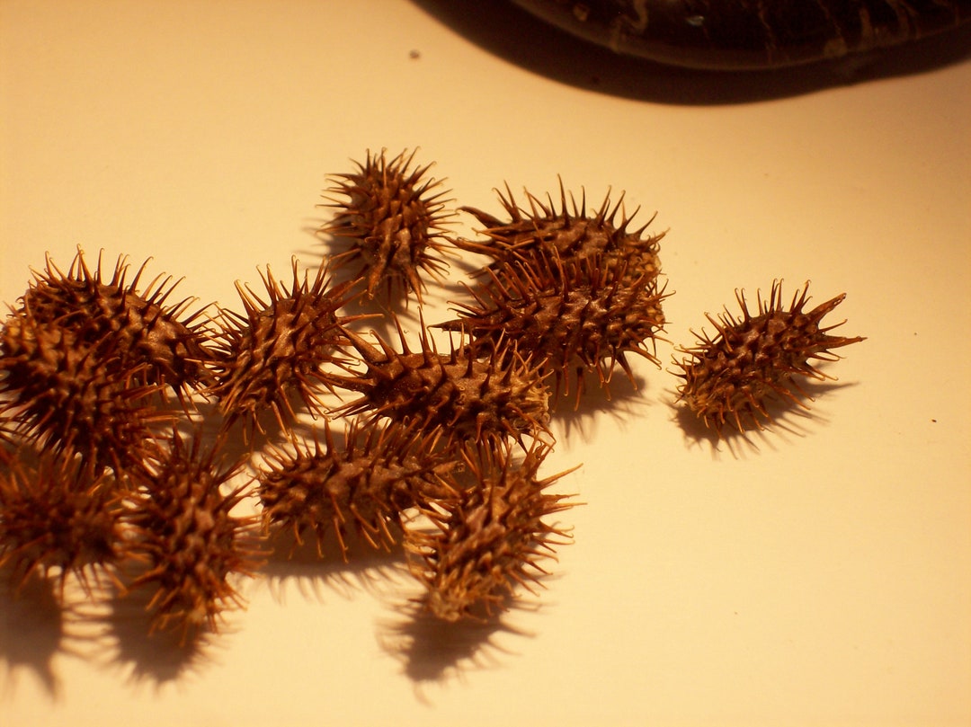 24 Xanthium Seeds Cocklebur Plant Art Craft Floral Design - Etsy