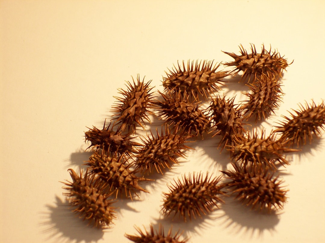 Xanthium Seeds Cocklebur Plant Art Craft Floral Design 6 to 16 Your ...