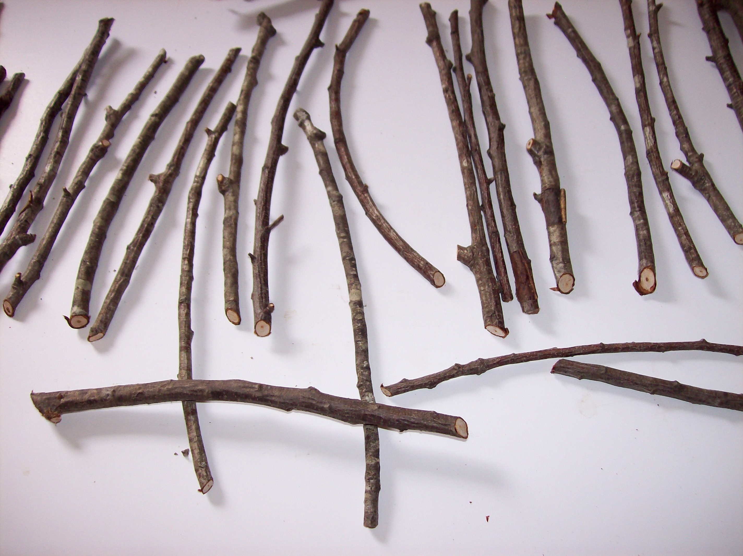 50 Short Thin Art Craft Sticks. Limbs Branches Twigs. 6 to 7 Inches ...