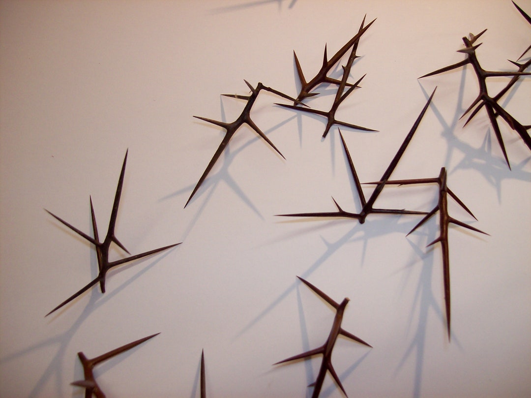 6 Thorns With Spurs - Etsy