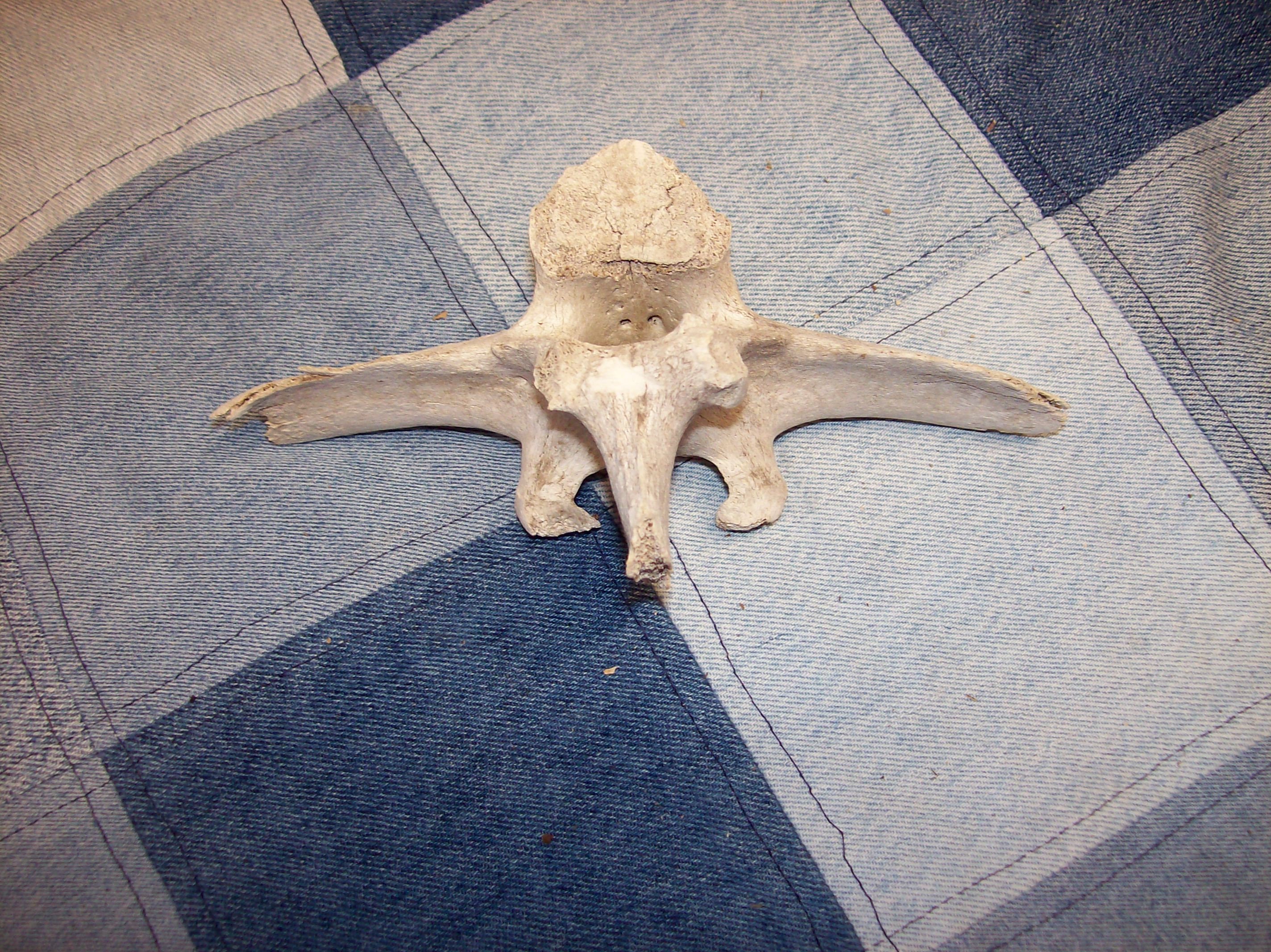 Cow Thoracic Vertebrae