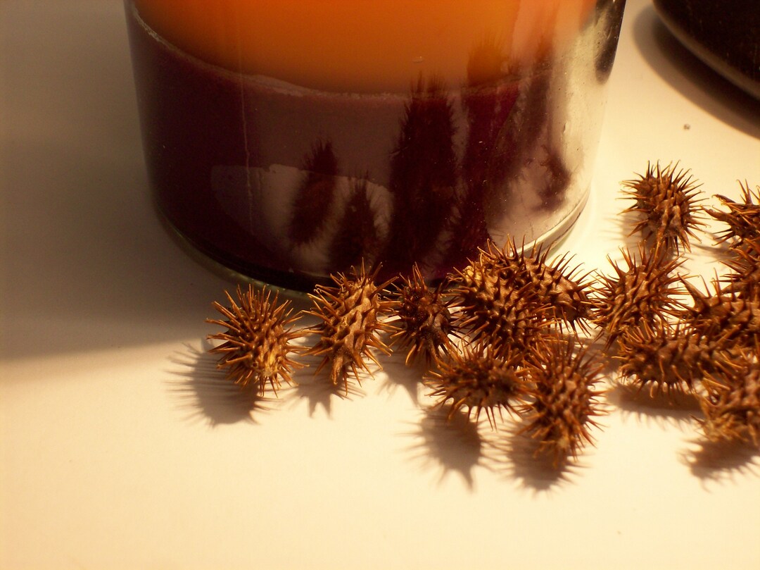 6 Xanthium Seeds Cocklebur Plant Art Craft Floral Design Seed - Etsy