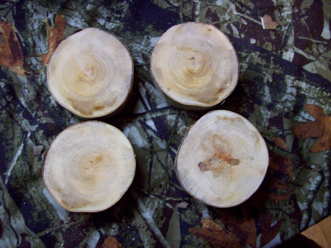 4 Sycamore Rounds Art Craft Coasters Rustic Cabin - Etsy
