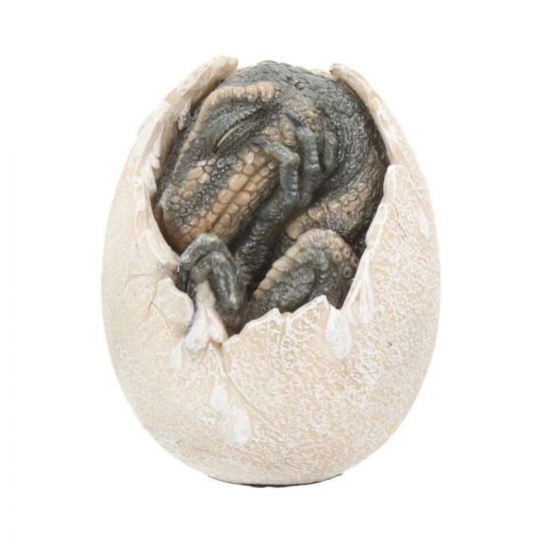 Dinosaur Egg, Hatchling Dinosaur, Raptor in Egg, Replica Dinosaur Skull ...