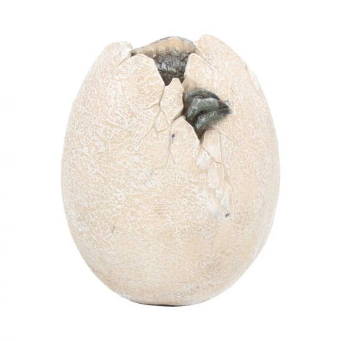 Dinosaur Egg, Hatchling Dinosaur, Raptor in Egg, Replica Dinosaur Skull ...