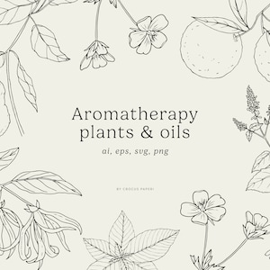 Botanical Aromatherapy Clipart: Hand-drawn Essential Oils Plants (PNG ...
