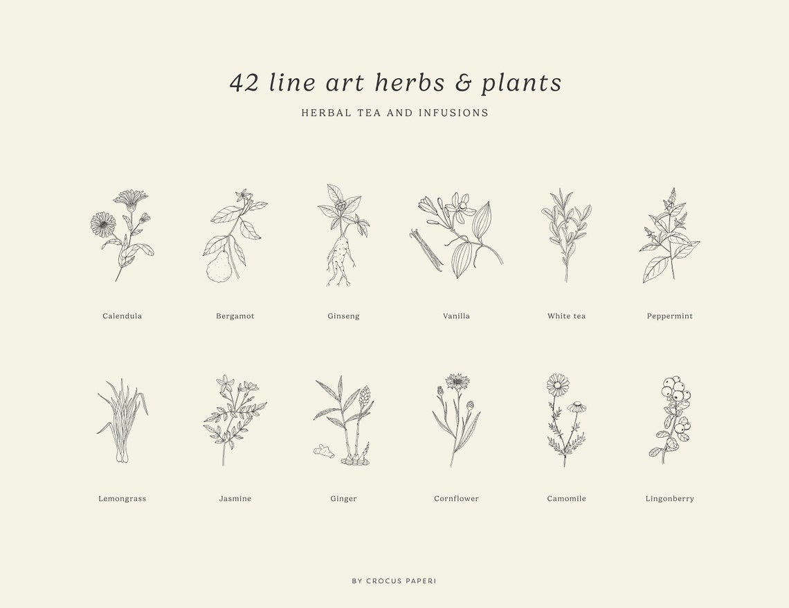 HERBAL TEA & INFUSIONS | Hand-drawn Line Art Botanical Illustrations ...