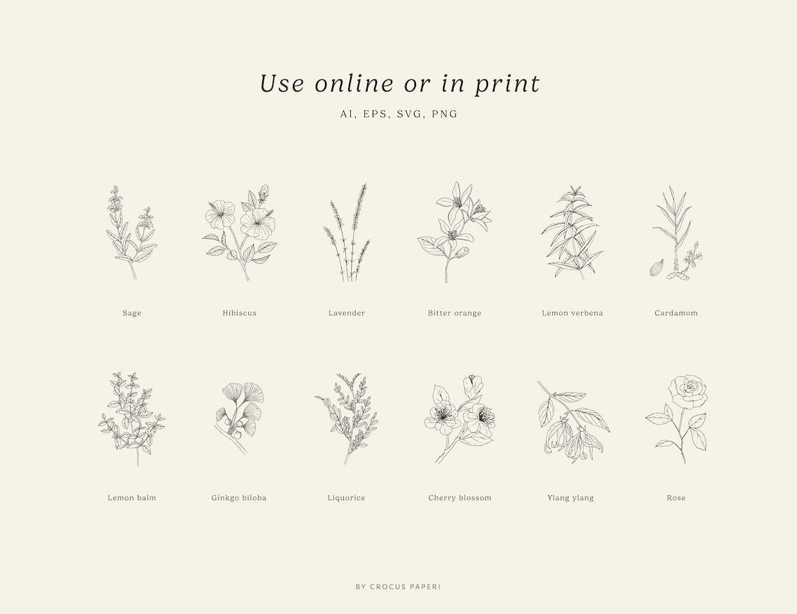 HERBAL TEA & INFUSIONS | Hand-drawn Line Art Botanical Illustrations ...