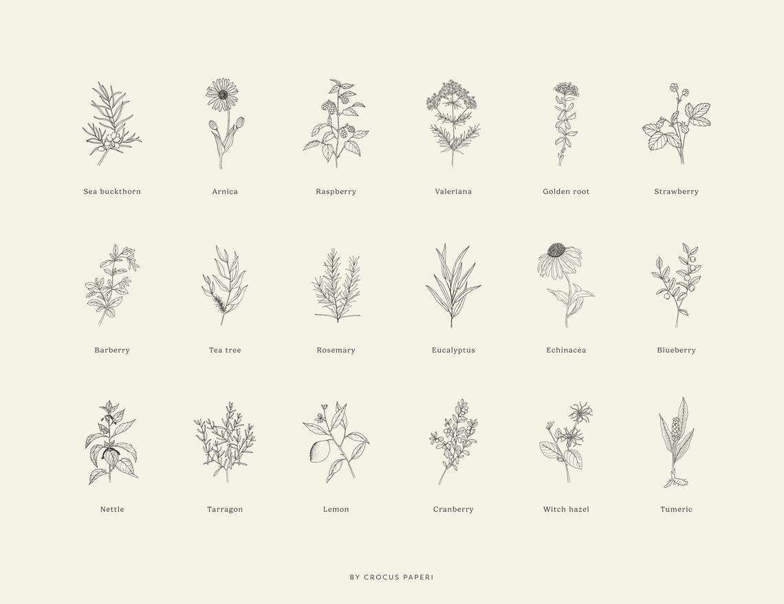 HERBAL TEA & INFUSIONS | Hand-drawn Line Art Botanical Illustrations ...