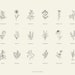 HERBAL TEA & INFUSIONS | Hand-drawn Line Art Botanical Illustrations ...