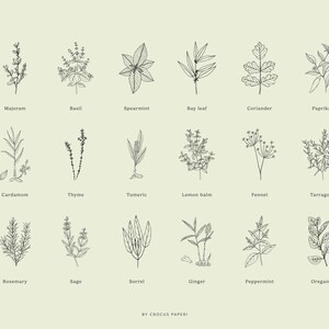 COOKING HERBS | Hand-drawn Line Art Plants Illustrations, Culinary ...
