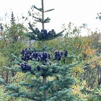 Indigenous Made Beaded Poppy - Etsy Canada