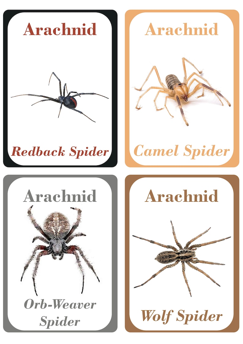 Arachnids Flash Cards for Kids | Learn Aboutspider Scorpion Tick and ...