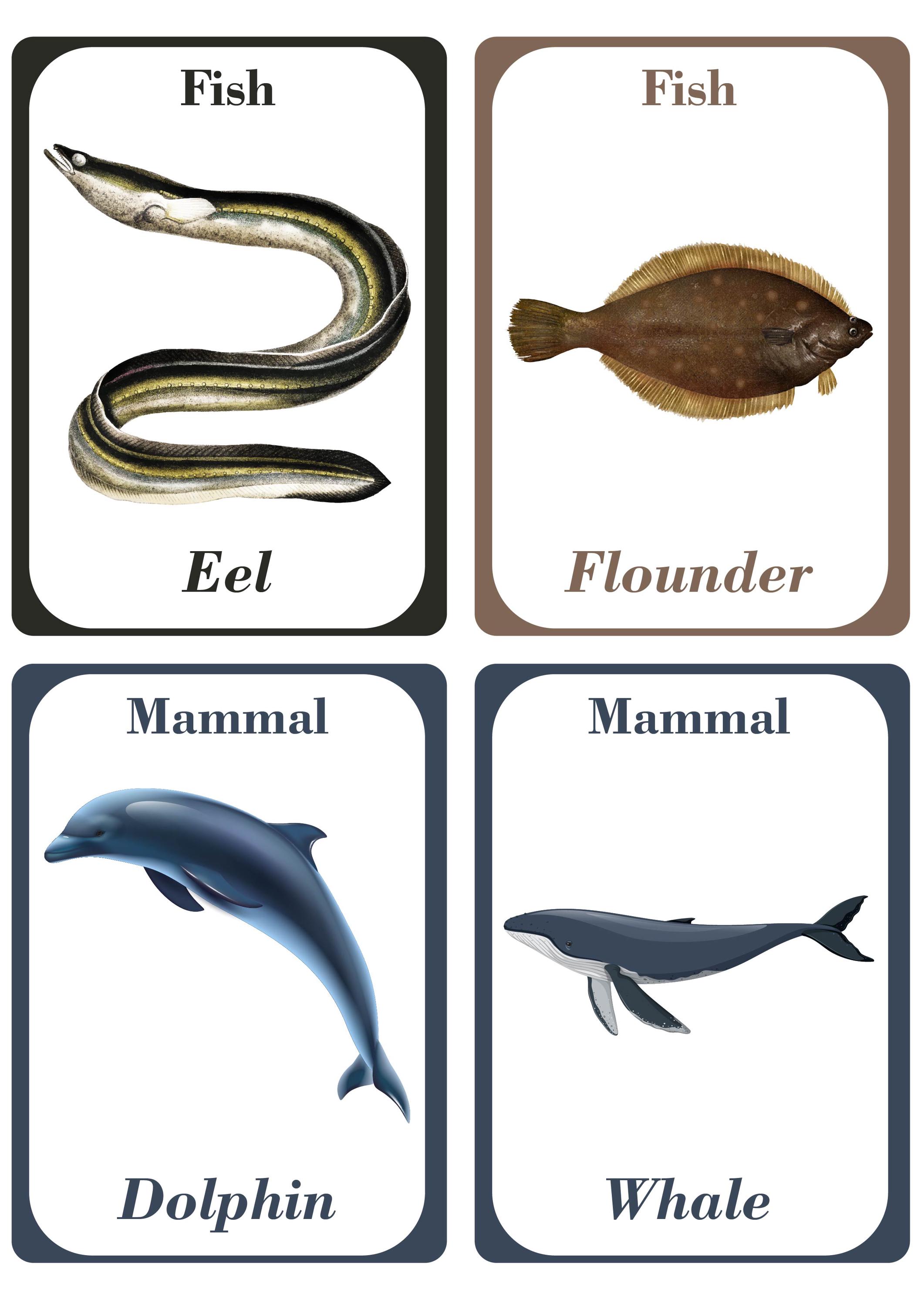 Sea Creatures Flash Cards for Kids, Educational PDF and JPG Download - Etsy