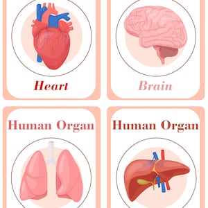 Human Organs Flash Cards for Kids | Educational Printable PDF JPG ...