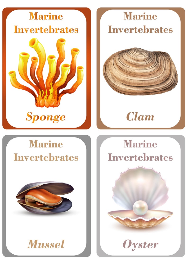 Marine Invertebrates Flash Cards | Kids' Learning Tool (PDF/JPEG ...