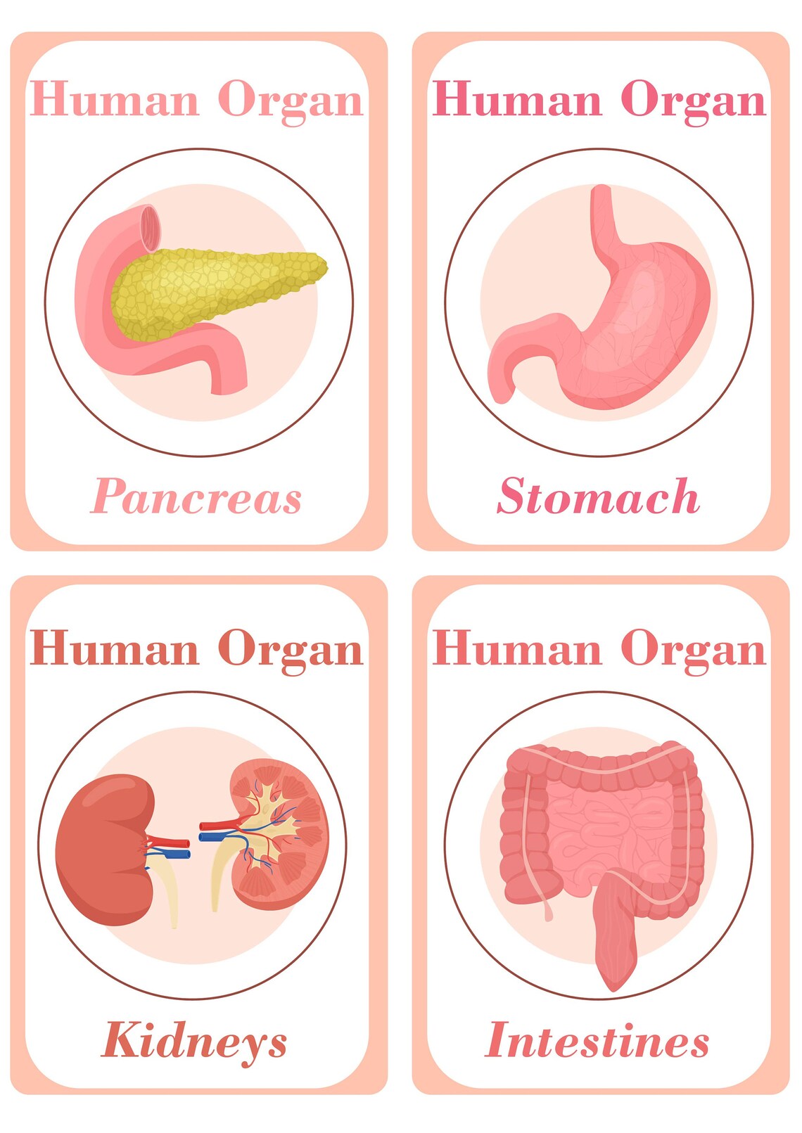 Human Anatomy Flash Cards for Kids | Educational Organ Prints (digital ...
