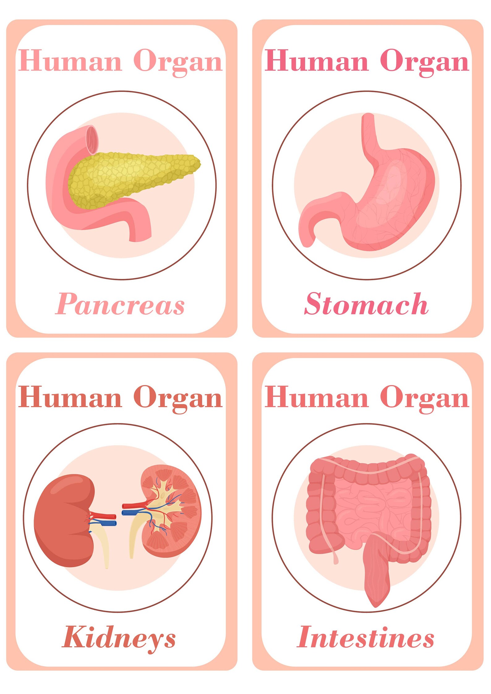 Human Organs Flash Cards for Kids Educational Printable PDF JPG Learn ...