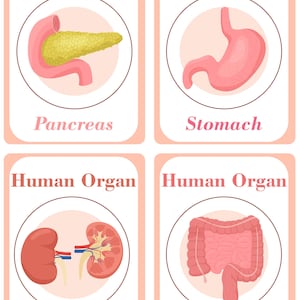 Human Organs Flash Cards for Kids | Educational Printable PDF JPG ...