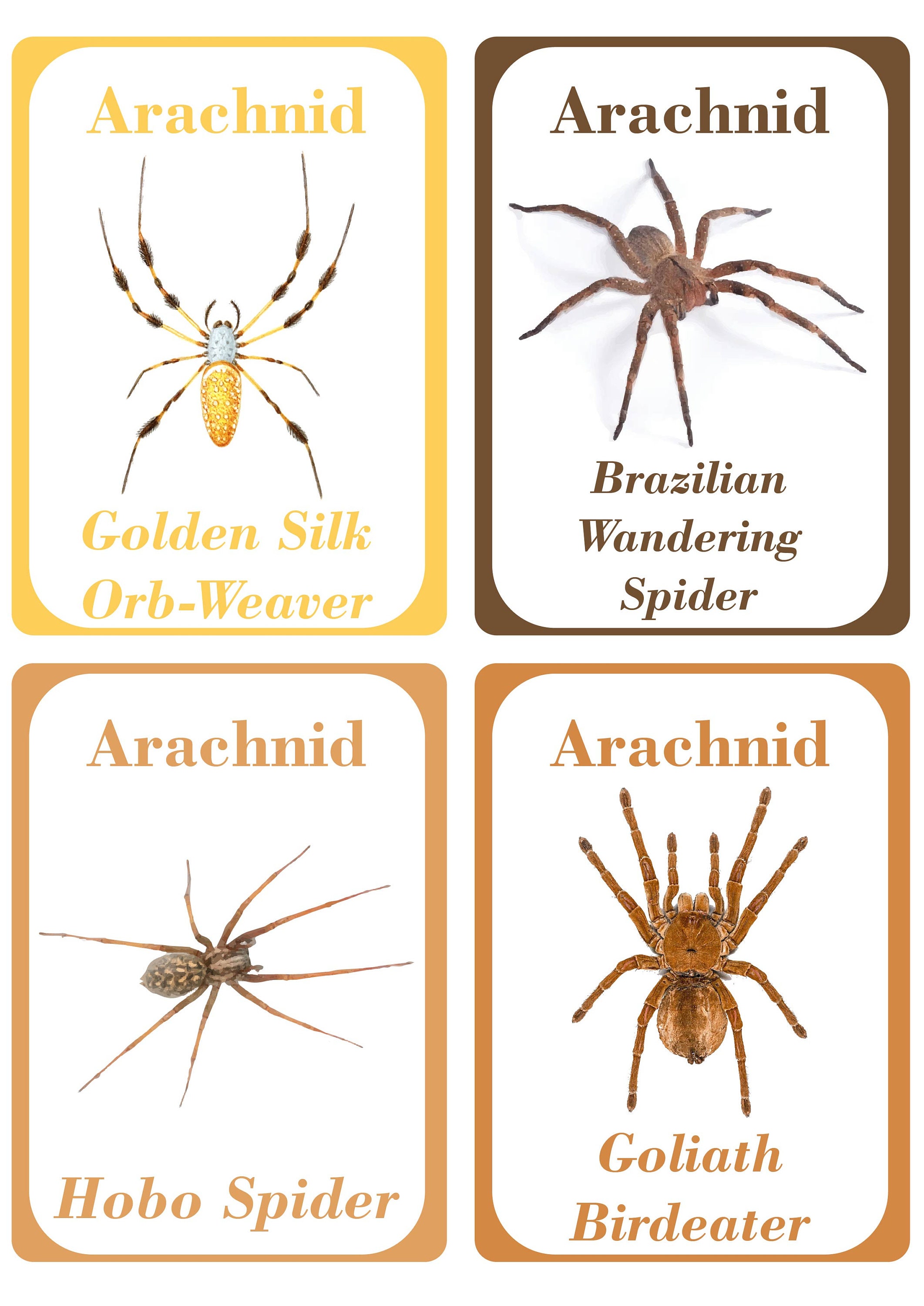 Arachnids Flash Cards for Kids | Learn Aboutspider Scorpion Tick and ...