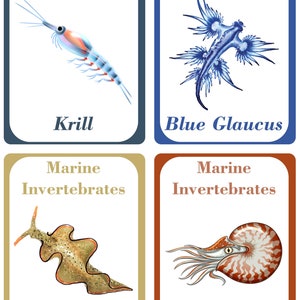 Marine Invertebrates | Marine Life | Flash Cards for Kids | Educational ...