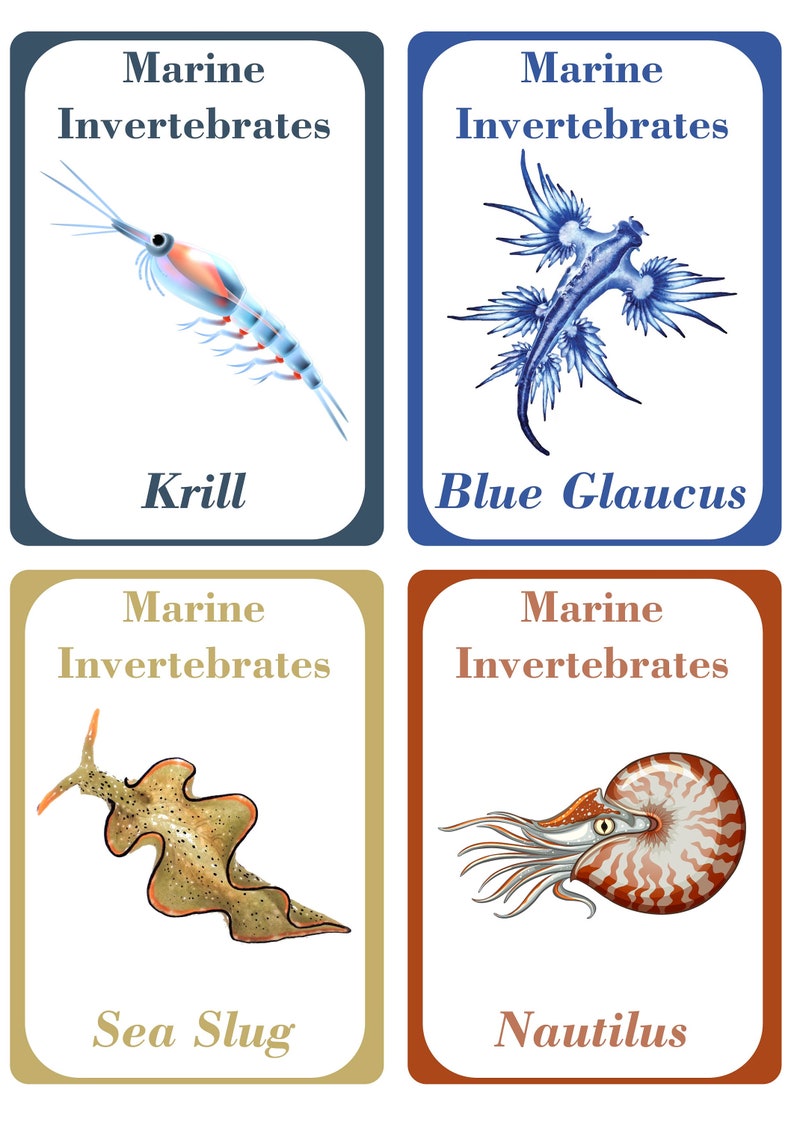 Marine Invertebrates Flash Cards | Kids' Learning Tool (PDF/JPEG ...