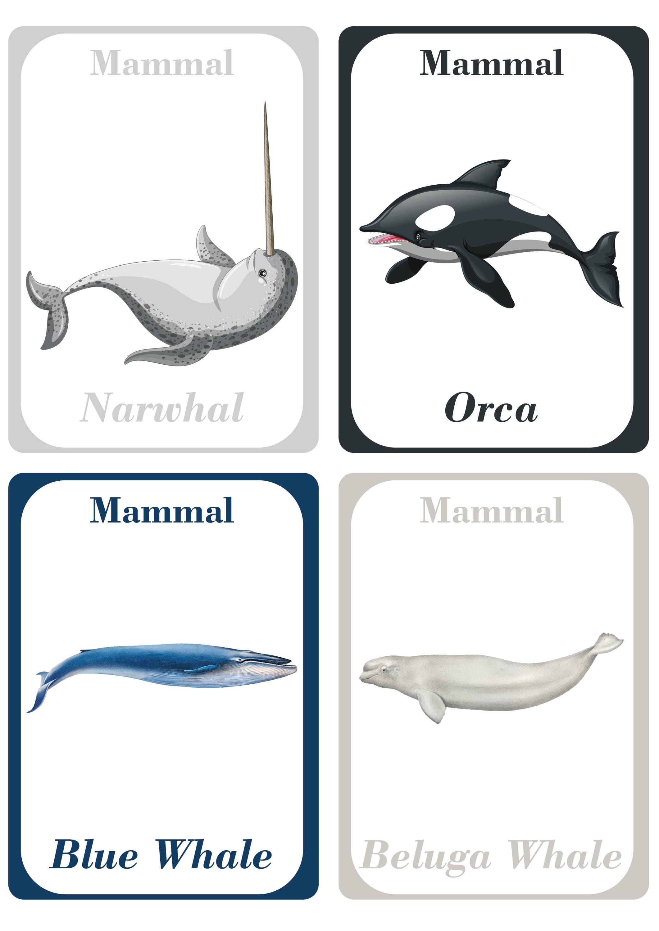 Sea Creatures Flash Cards for Kids, Educational PDF and JPG Download - Etsy