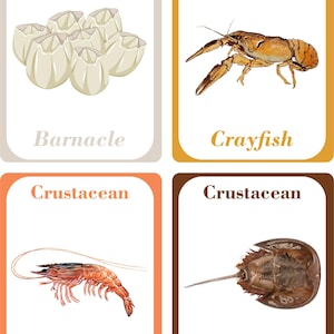 Sea Creatures Flash Cards for Kids, Educational PDF and JPG Download - Etsy