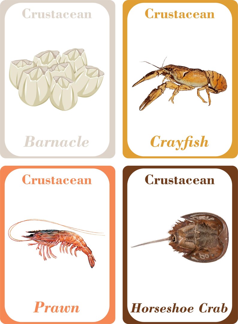 Sea Creatures Flash Cards for Kids, Educational PDF and JPG Download - Etsy