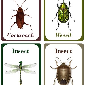 Insect Flash Card for Kids | Educational Bug Cards | Printable Learning ...