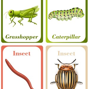 Insect Flash Card for Kids | Educational Bug Cards | Printable Learning ...
