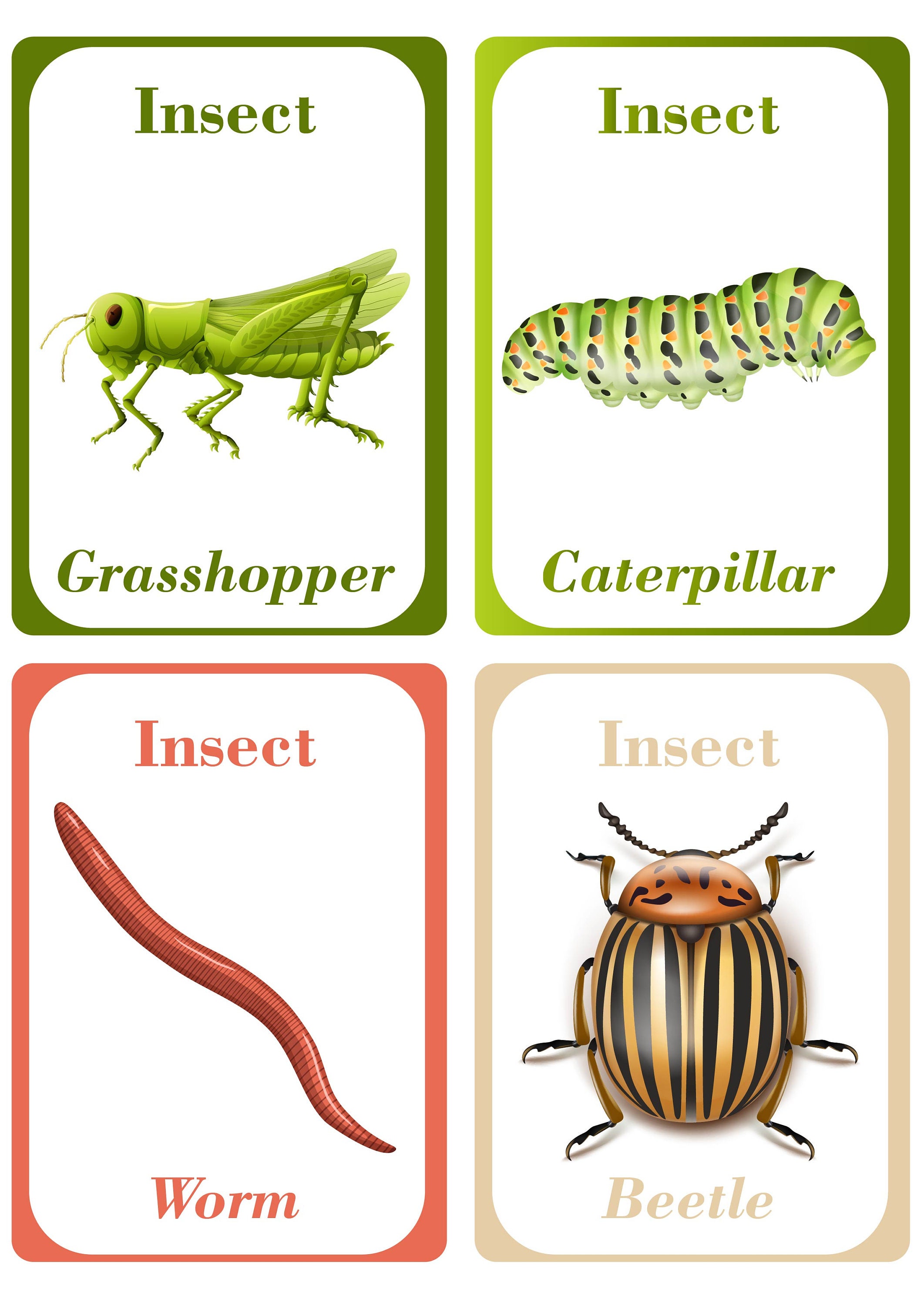 Insect Flash Card for Kids | Educational Bug Cards | Printable Learning ...