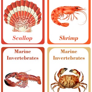 Marine Invertebrates | Marine Life | Flash Cards for Kids | Educational ...