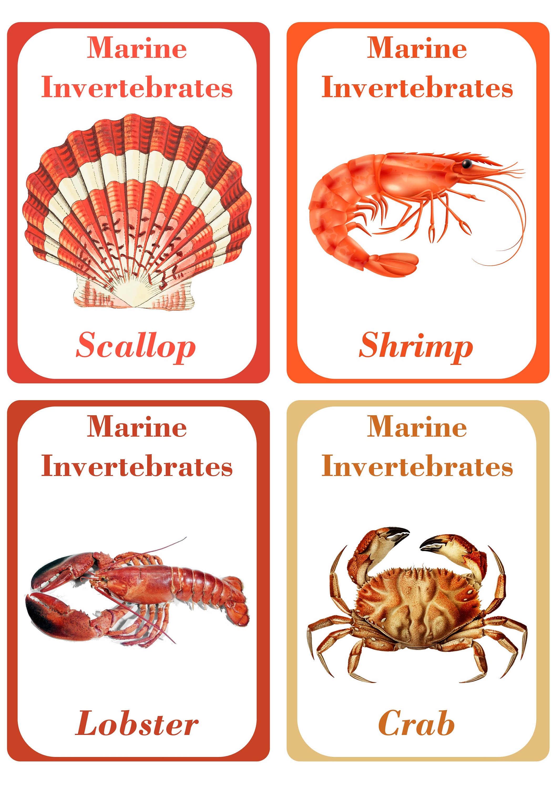 Marine Invertebrates Flash Cards | Kids' Learning Tool (PDF/JPEG ...