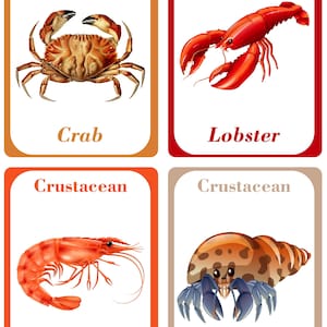 Sea Creatures Flash Cards for Kids, Educational PDF and JPG Download - Etsy