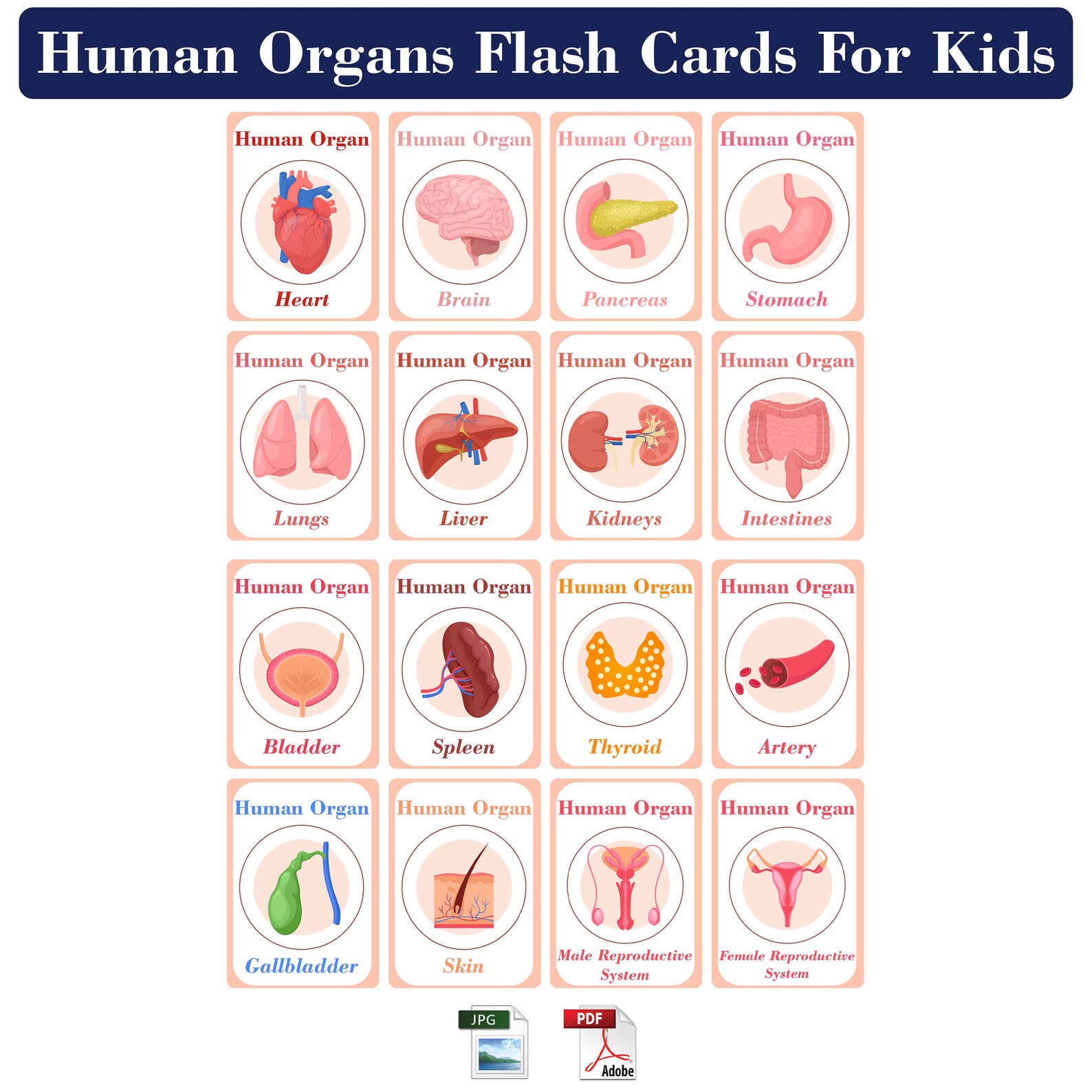 Human Organs Flash Cards for Kids | Educational Printable PDF JPG ...