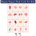 Human Organs Flash Cards for Kids Educational Printable PDF JPG Learn ...