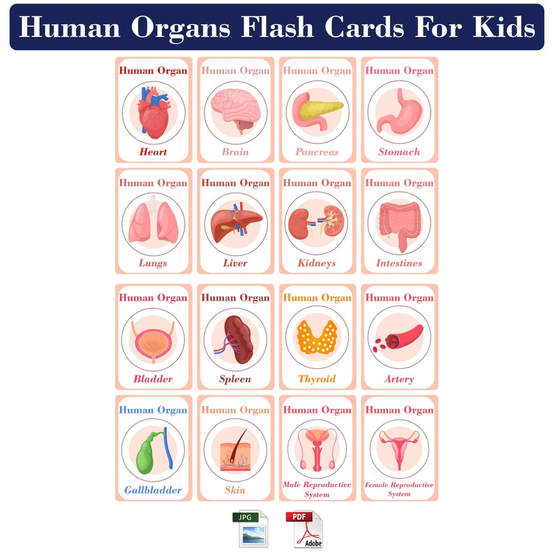 Human Organs Flash Cards for Kids | Educational Printable PDF JPG ...