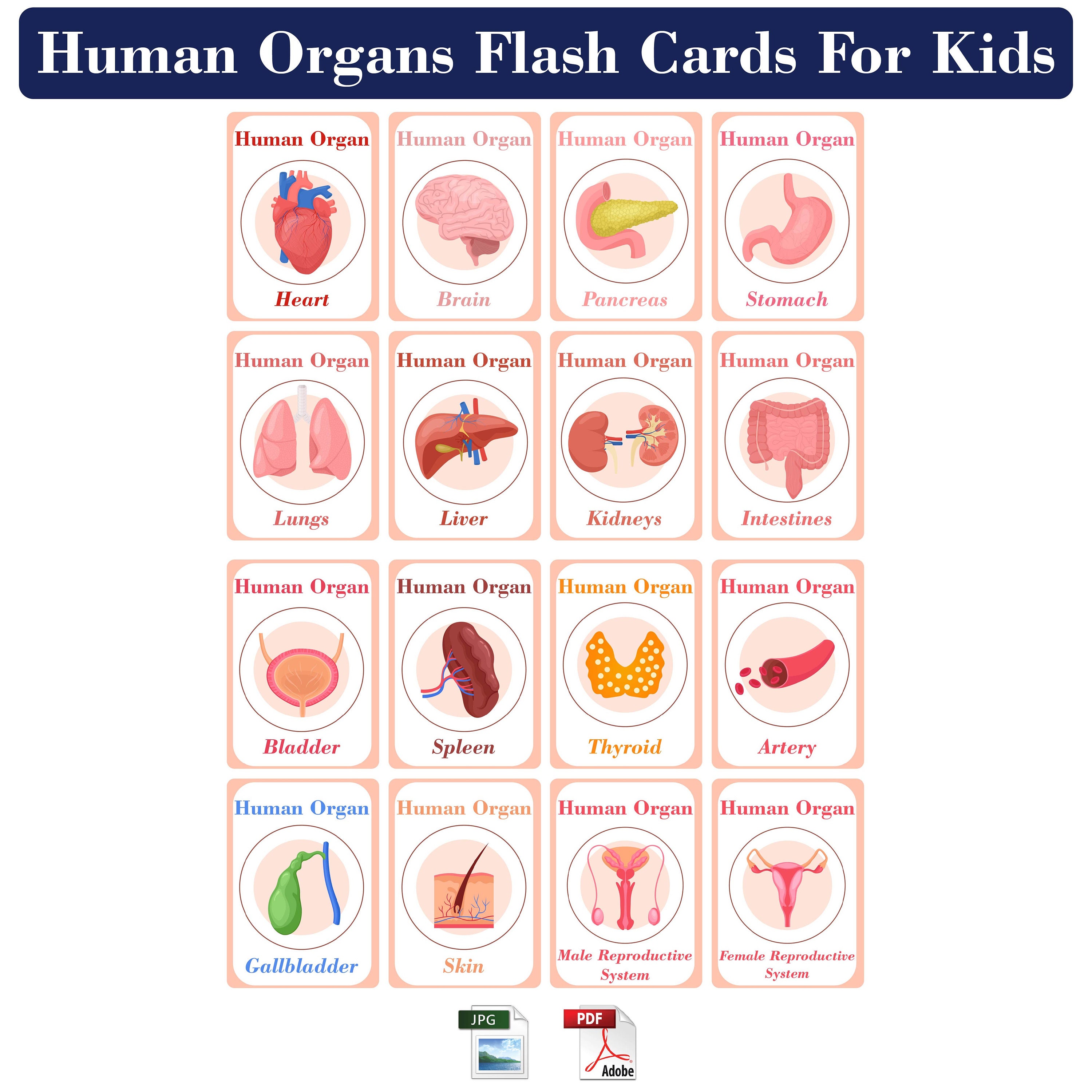 Human Organs Flash Cards for Kids | Educational Printable PDF JPG ...