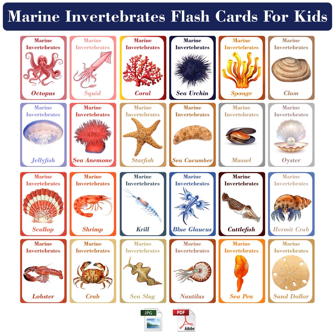 Marine Invertebrates | Marine Life | Flash Cards for Kids | Educational ...